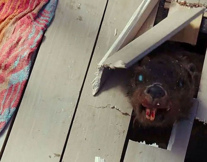 Zombeavers Film